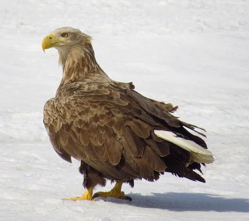 White-Tailed Eagle | Scratchpad Video Wiki | Fandom