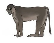 Parapapio | Scratchpad Video Wiki | Fandom