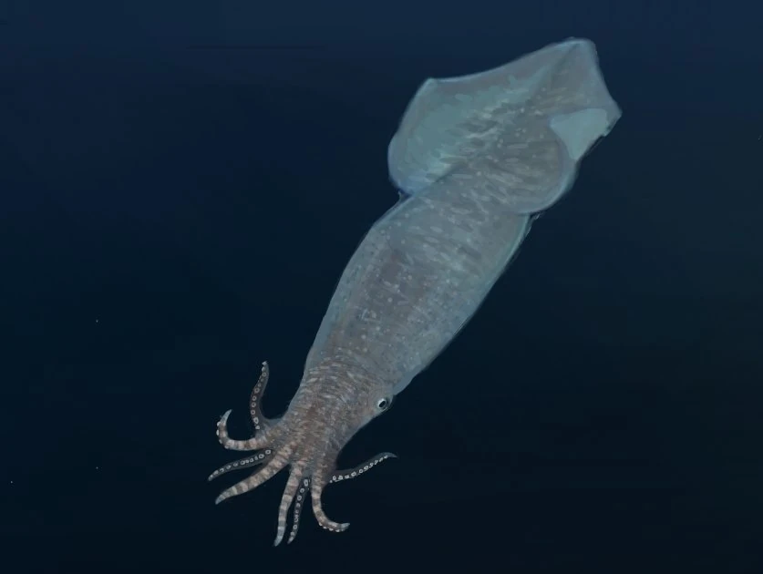 Enchoteuthis | Scratchpad Video Wiki | Fandom