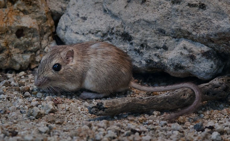 Desert Pocket Mouse | Scratchpad Video Wiki | Fandom