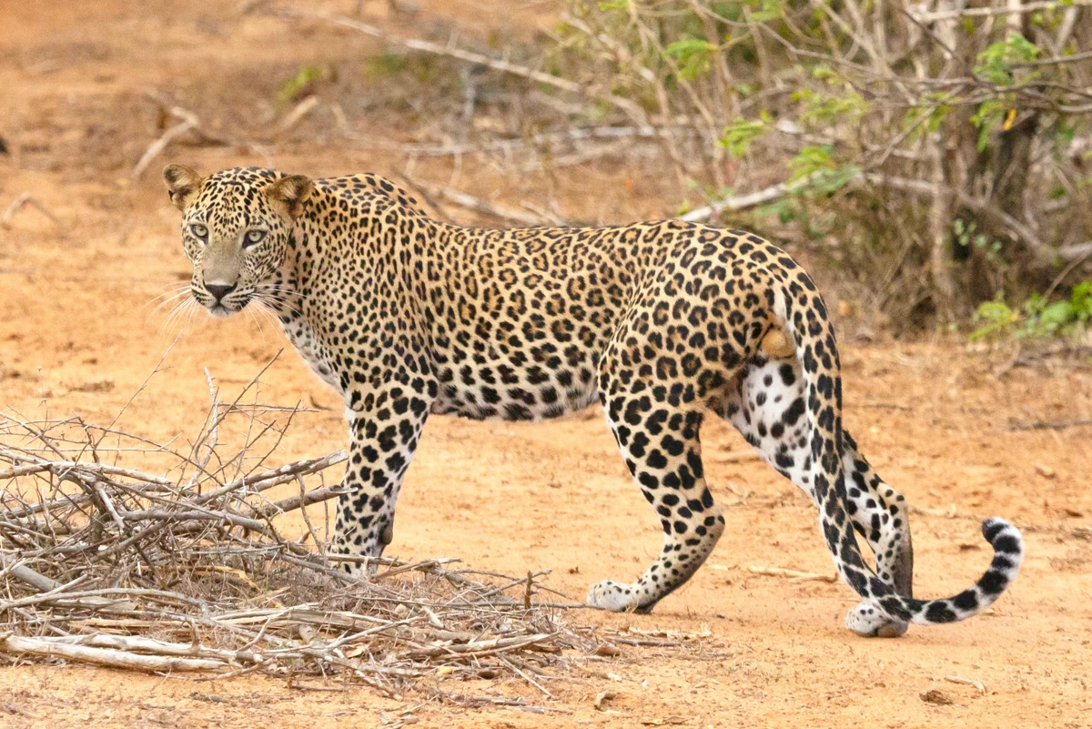 African Leopard | ScrathPad IV Wiki | Fandom