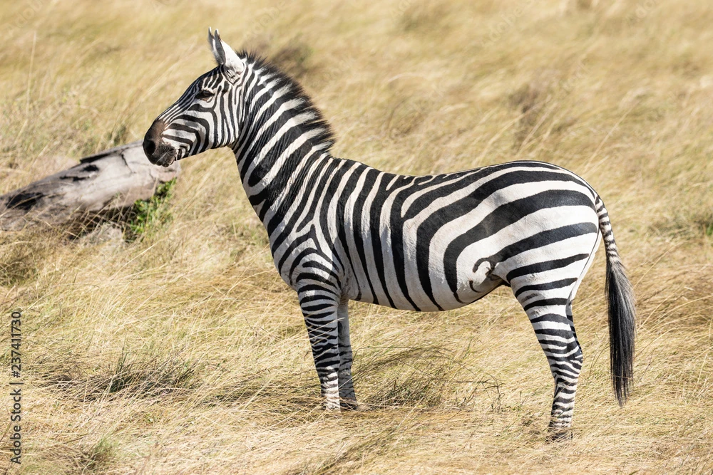 Plains Zebra | ScrathPad IV Wiki | Fandom