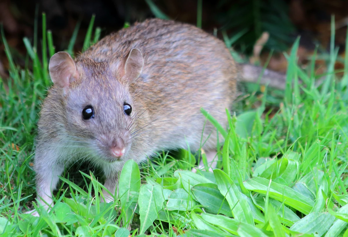 Rat 5 | Scream Things Wiki | Fandom