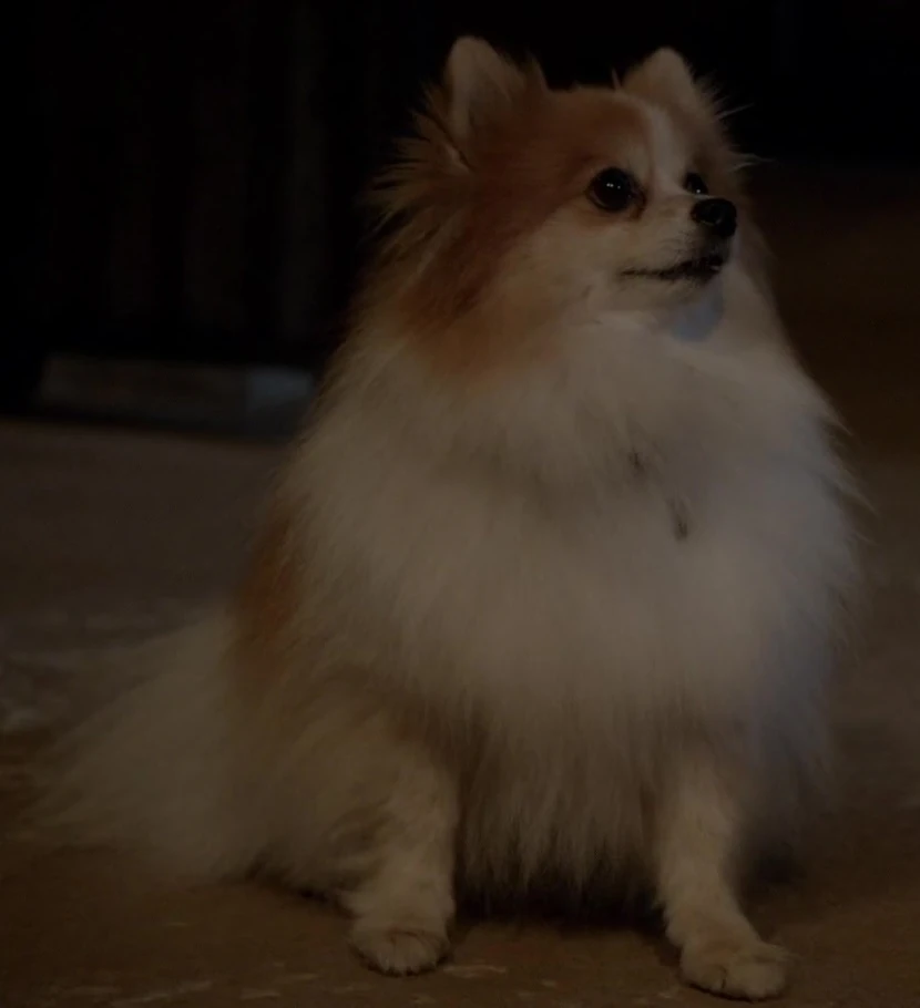 Sage | Scream Wiki | Fandom