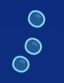 Bubble | Scribblenauts Wiki | Fandom