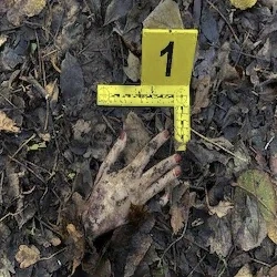 WHO THE F*CK ARE YOU? | Scriptic Wiki | Fandom