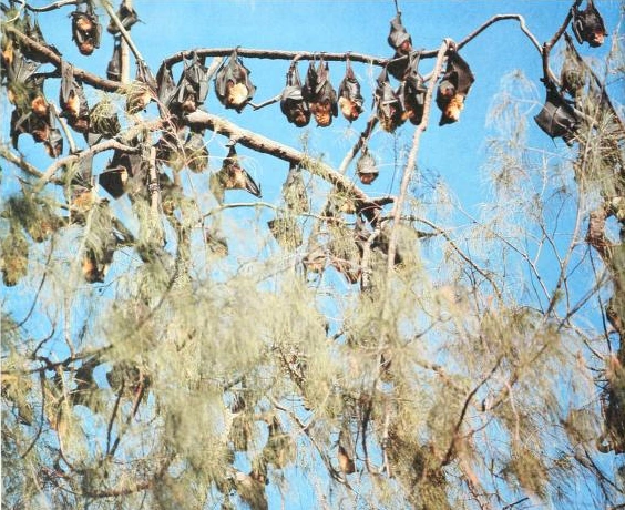 Kolovai | Scrooge McDuck Wikia | Fandom