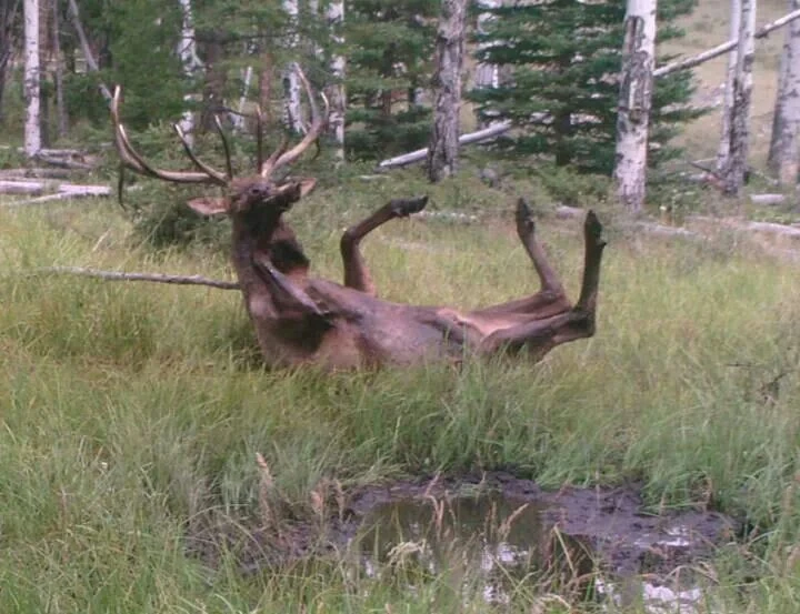 Elk | Scrubpedia Wiki | Fandom