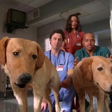 Steven | Scrubs Wiki | Fandom