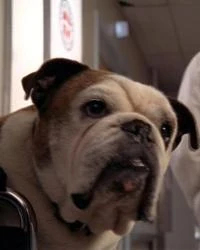 Boomer | Scrubs Wiki | Fandom