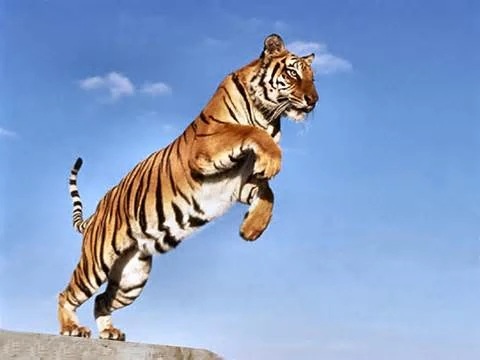 Image Gallery | ScrumTigers Wiki | Fandom