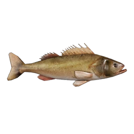 Ruffe - Official Scum Wiki