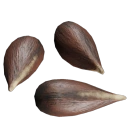 Apple Seeds - Official Scum Wiki