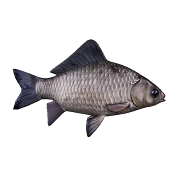 how to cook prussian carp