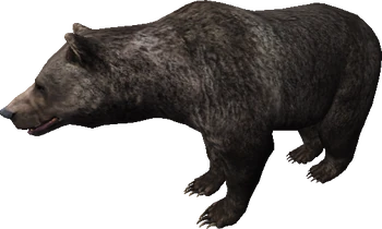 Bear - Official Scum Wiki