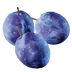 Plum Seeds - Official Scum Wiki