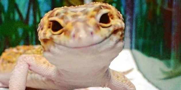 Tador | SD Smash Wiki | Fandom