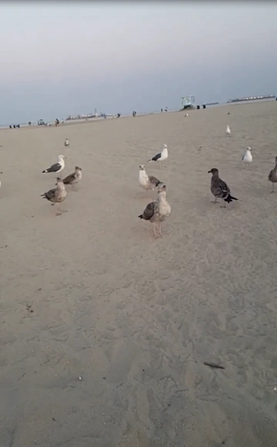 Seagull Feeding 78 | Seagull Feeding Wiki | Fandom