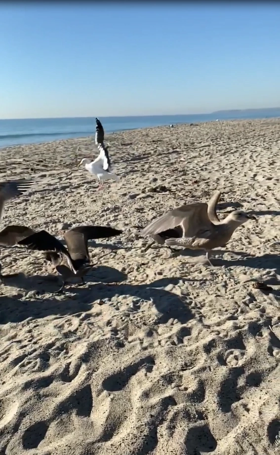 Seagull Feeding 138 | Seagull Feeding Wiki | Fandom