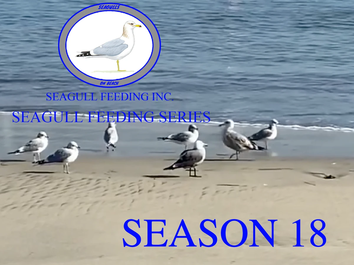 Season 18 | Seagull Feeding Wiki | Fandom