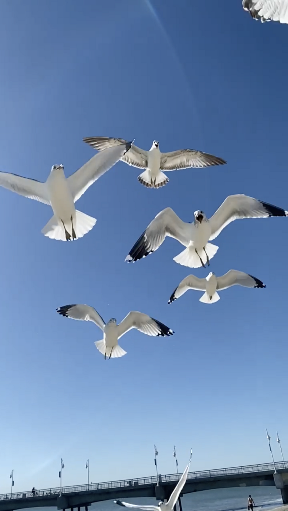 Seagull Feeding 180 | Seagull Feeding Wiki | Fandom