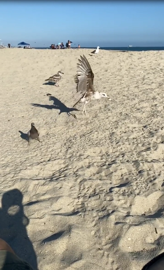 Seagull Feeding 164 | Seagull Feeding Wiki | Fandom