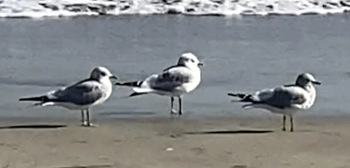 Mew Gull | Seagull Feeding Wiki | Fandom