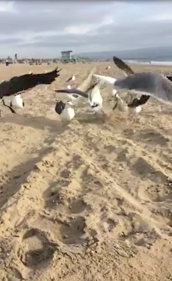 Seagull Feeding 29 | Seagull Feeding Wiki | Fandom