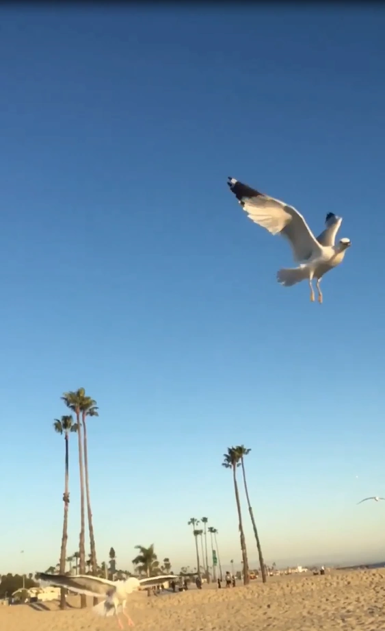 Seagull Feeding 109 | Seagull Feeding Wiki | Fandom