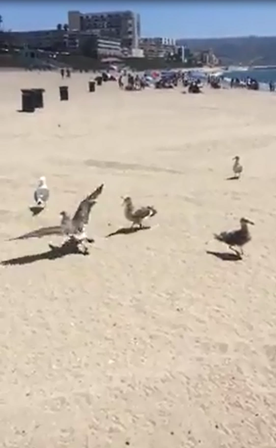 Seagull Feeding 17 | Seagull Feeding Wiki | Fandom