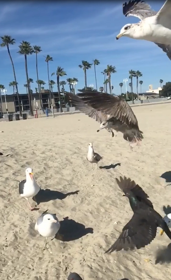 Seagull Feeding 112 | Seagull Feeding Wiki | Fandom