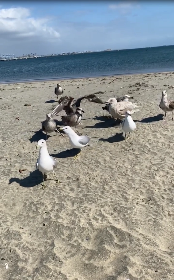 Seagull Feeding 157 | Seagull Feeding Wiki | Fandom