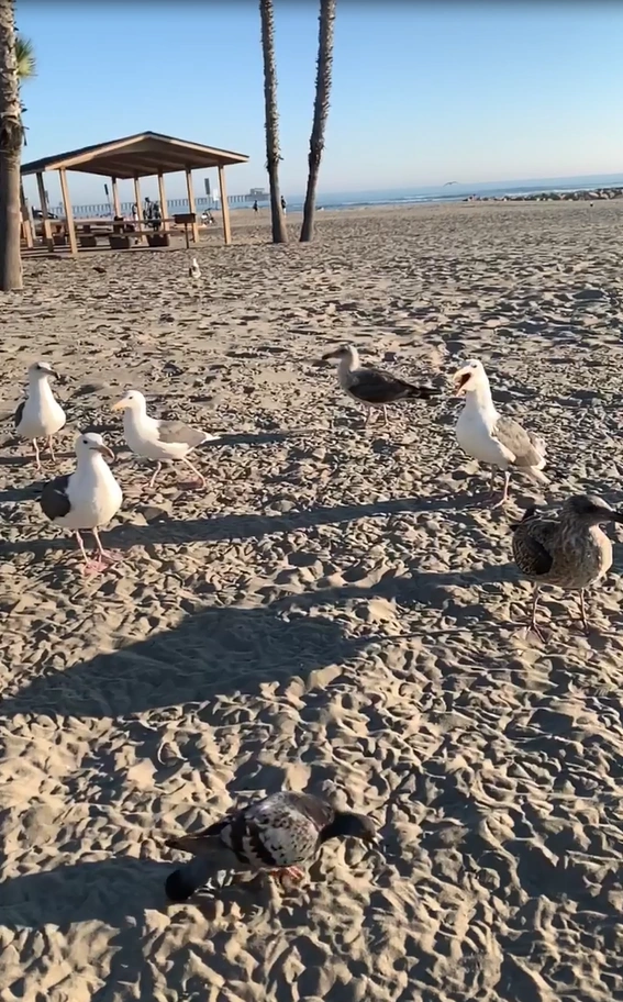 Oceanside, California | Seagull Feeding Wiki | Fandom