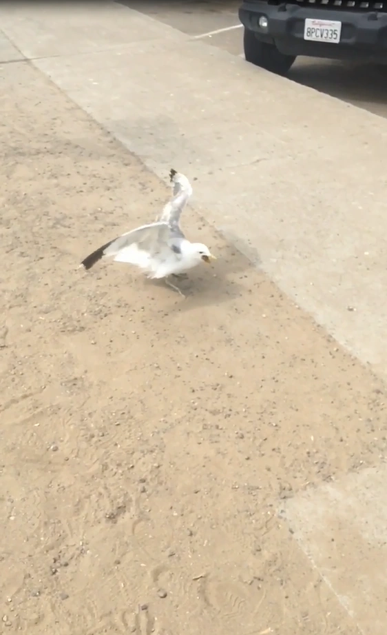 Seagull Feeding 122 | Seagull Feeding Wiki | Fandom