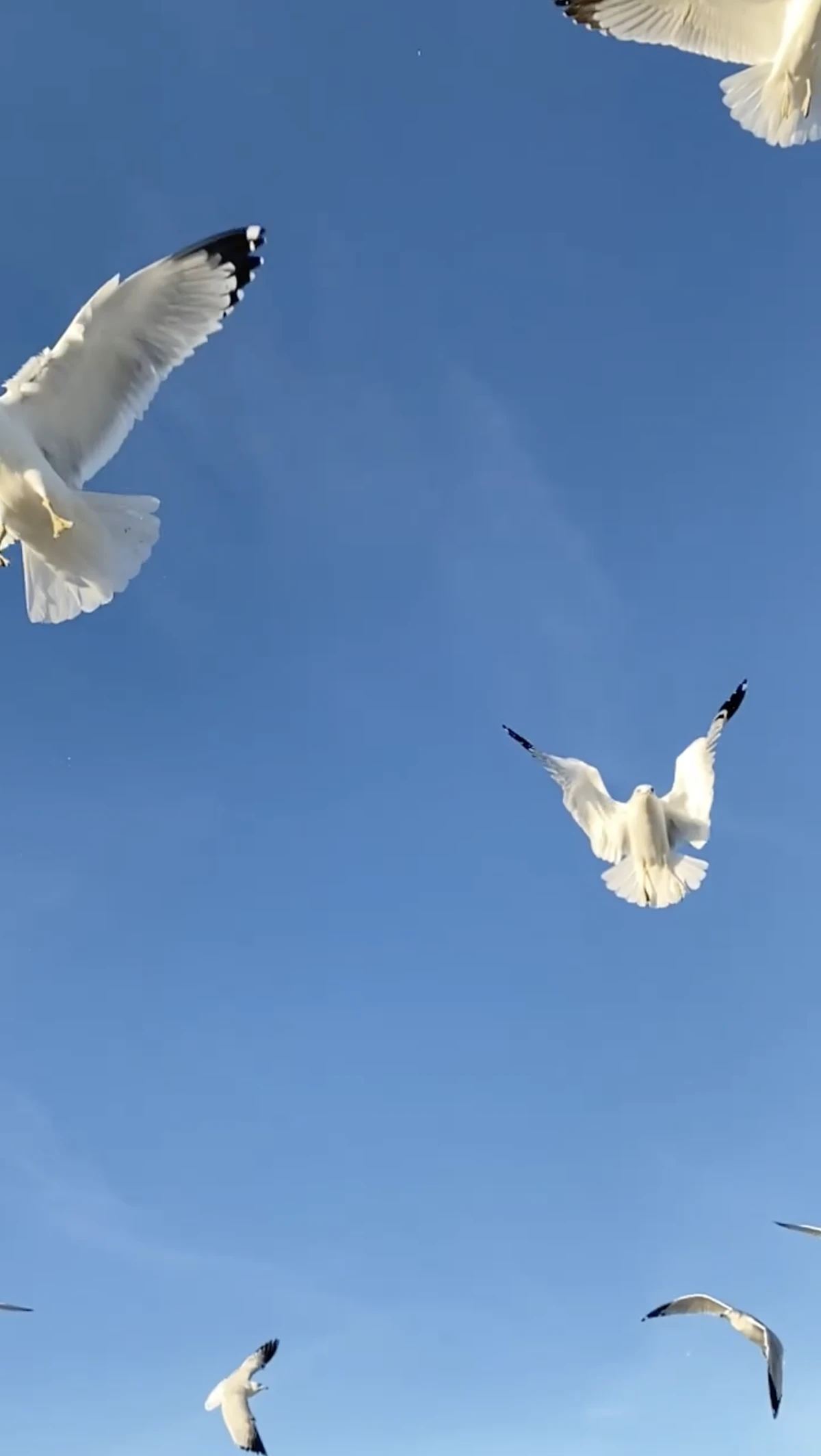 Seagull Feeding 173 | Seagull Feeding Wiki | Fandom