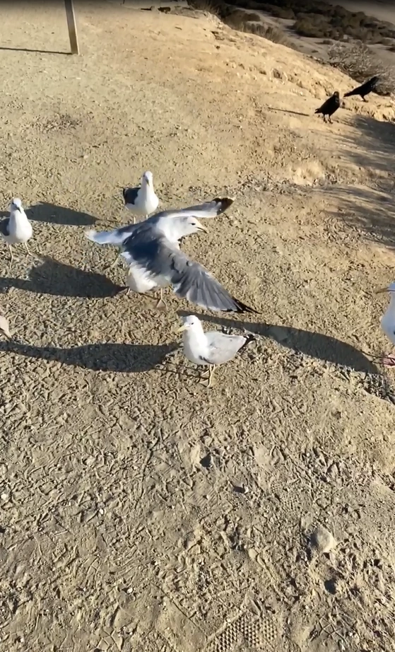 Seagull Feeding 168 | Seagull Feeding Wiki | Fandom