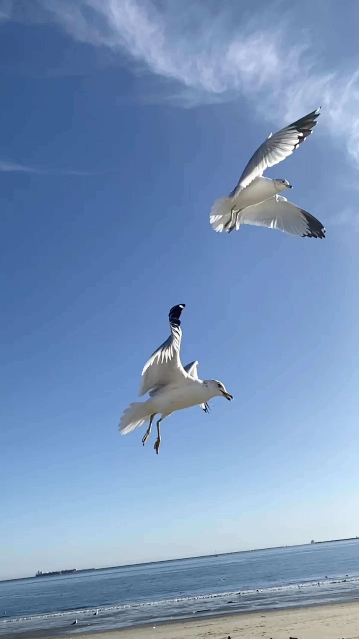 Seagull Feeding 183 | Seagull Feeding Wiki | Fandom