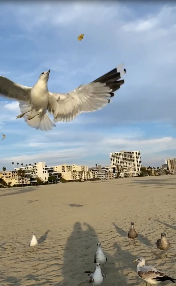 Seagull Feeding 131 | Seagull Feeding Wiki | Fandom