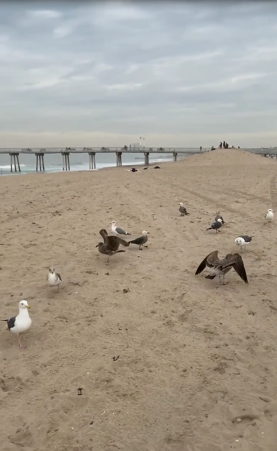 Seagull Feeding 144 | Seagull Feeding Wiki | Fandom