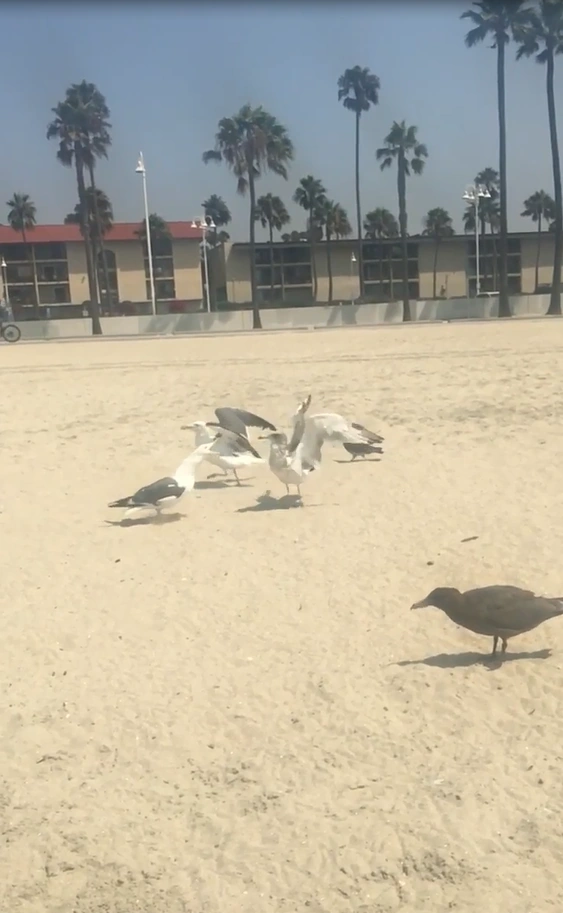 Seagull Feeding 127 | Seagull Feeding Wiki | Fandom