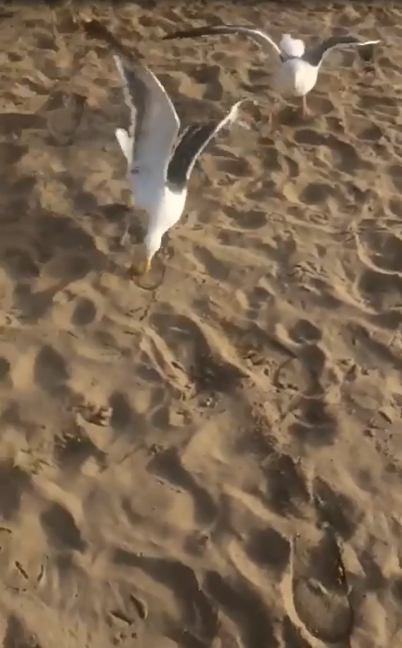 Seagull Feeding 25 | Seagull Feeding Wiki | Fandom