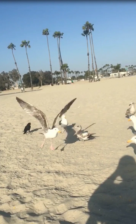 Seagull Feeding 116 | Seagull Feeding Wiki | Fandom