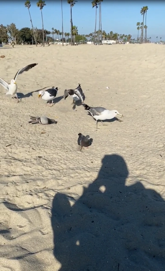 Seagull Feeding 163 | Seagull Feeding Wiki | Fandom