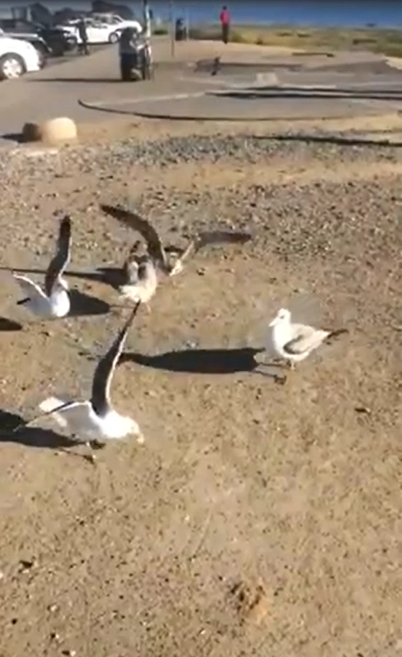 Seagull Feeding 63 | Seagull Feeding Wiki | Fandom