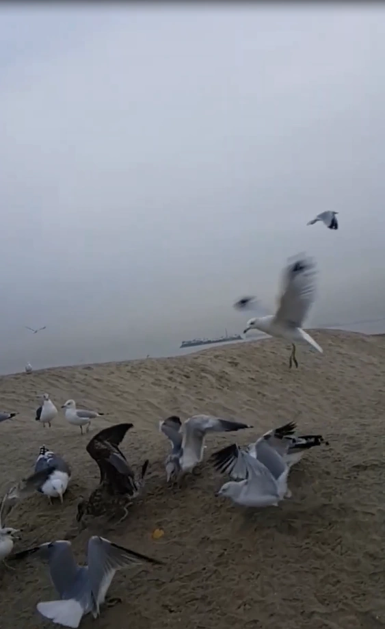 Seagull Feeding 101 | Seagull Feeding Wiki | Fandom