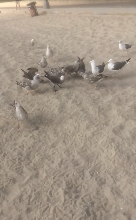 Seagull Feeding 9 | Seagull Feeding Wiki | Fandom