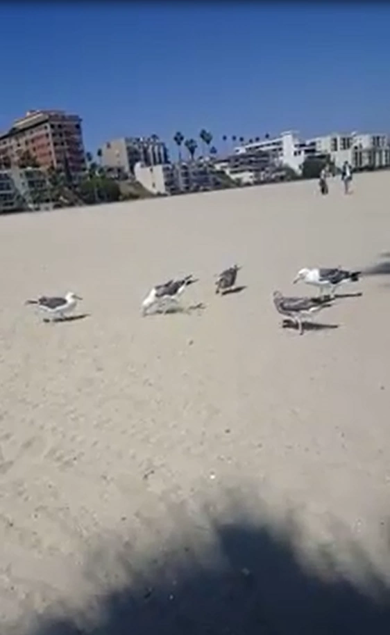 Seagull Feeding 67 | Seagull Feeding Wiki | Fandom