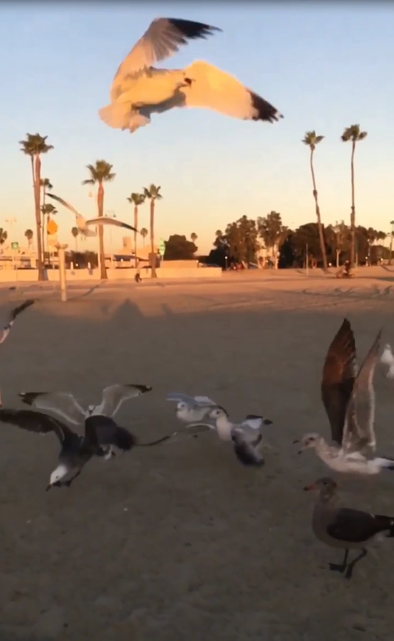 Seagull Feeding 106 | Seagull Feeding Wiki | Fandom