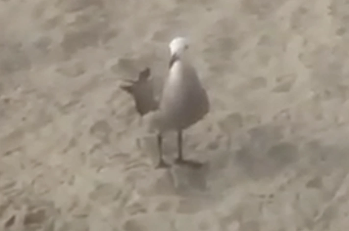 Heermann's Gull/gallery | Seagull Feeding Wiki | Fandom