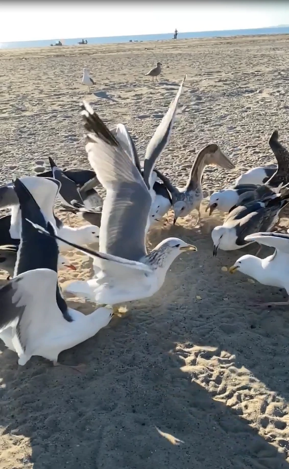 Seagull Feeding 151 | Seagull Feeding Wiki | Fandom